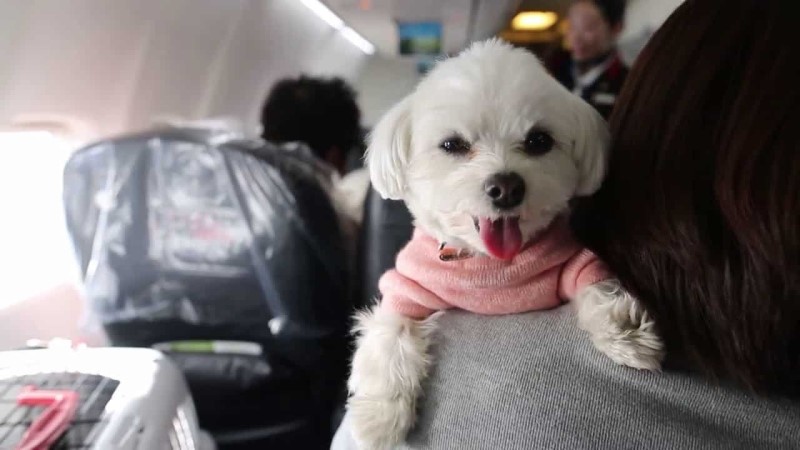 Traveling with Pets: 9 Things That You Need to Know