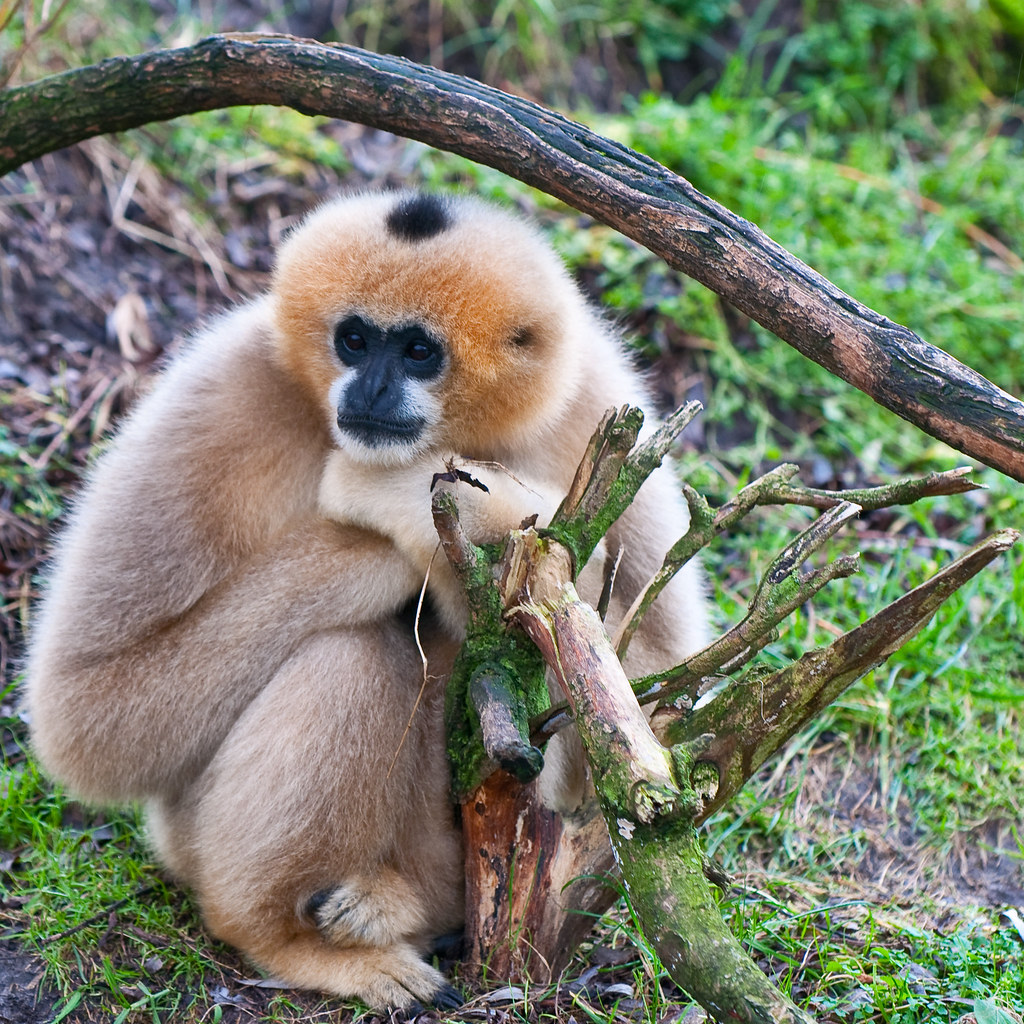 The Most Beautiful Animals You Can Spot In Asia - StoryV Travel & Lifestyle